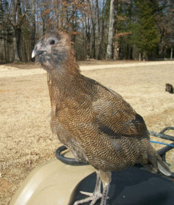 Poultry Hybrids - Backyard Poultry